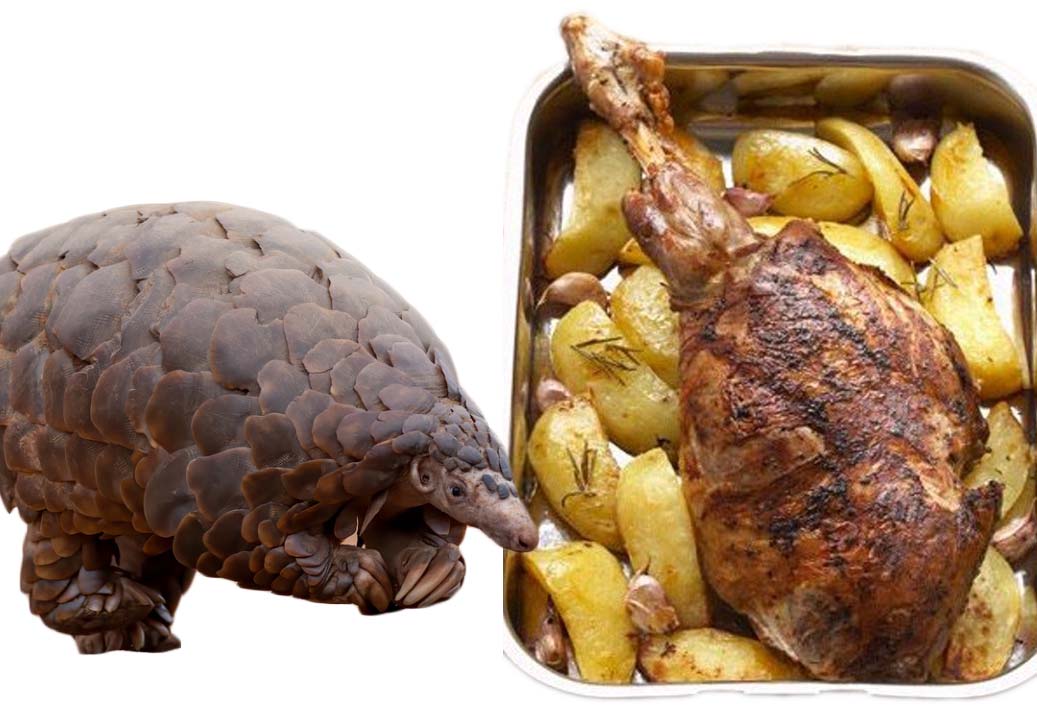 Cinq délicieuses recettes simples et rapides de pangolin - Science Info