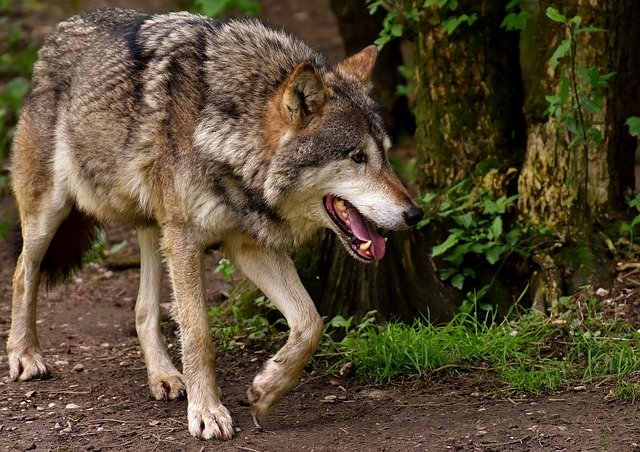 Le gouvernement valide la réintroduction du loup dans les rues de Paris ...